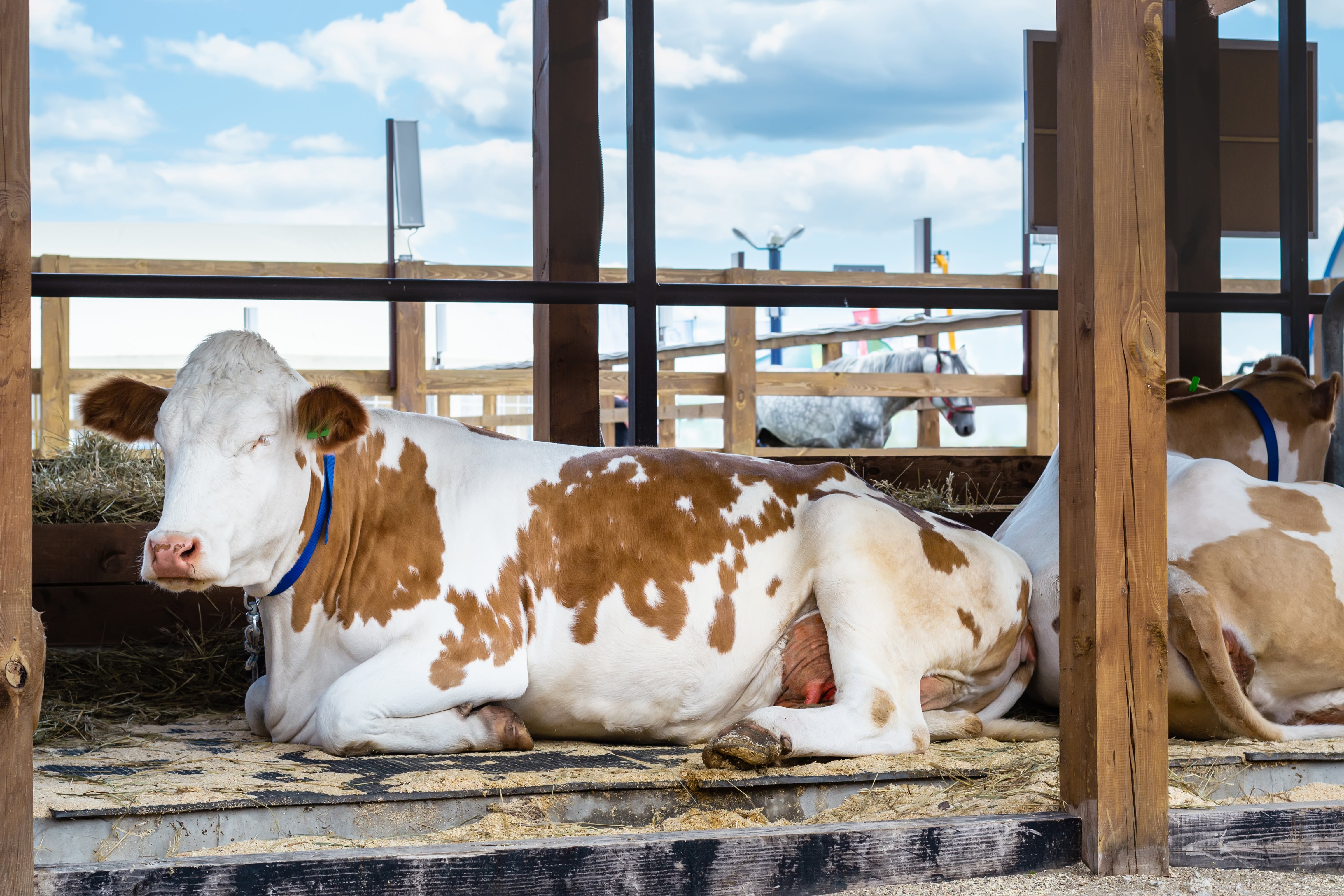Cow Comfort and Why it Matters – Vishwa Agro Tech